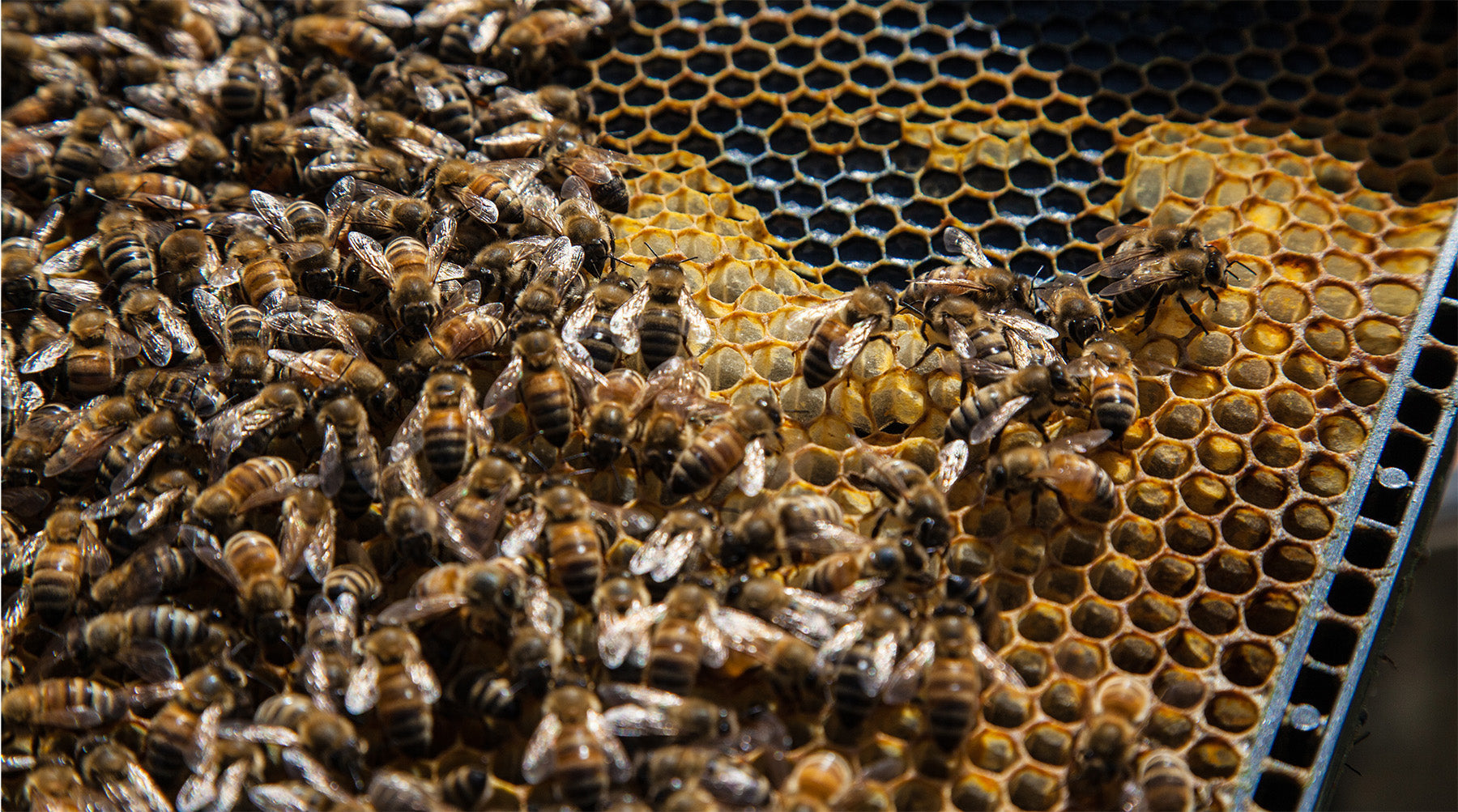 Celebrate World Bee Day with these recipes - Manuka Honey of NZ